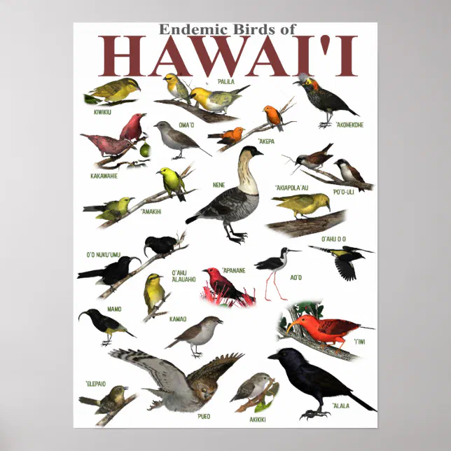 Endemic Birds of Hawai'i Poster | Zazzle