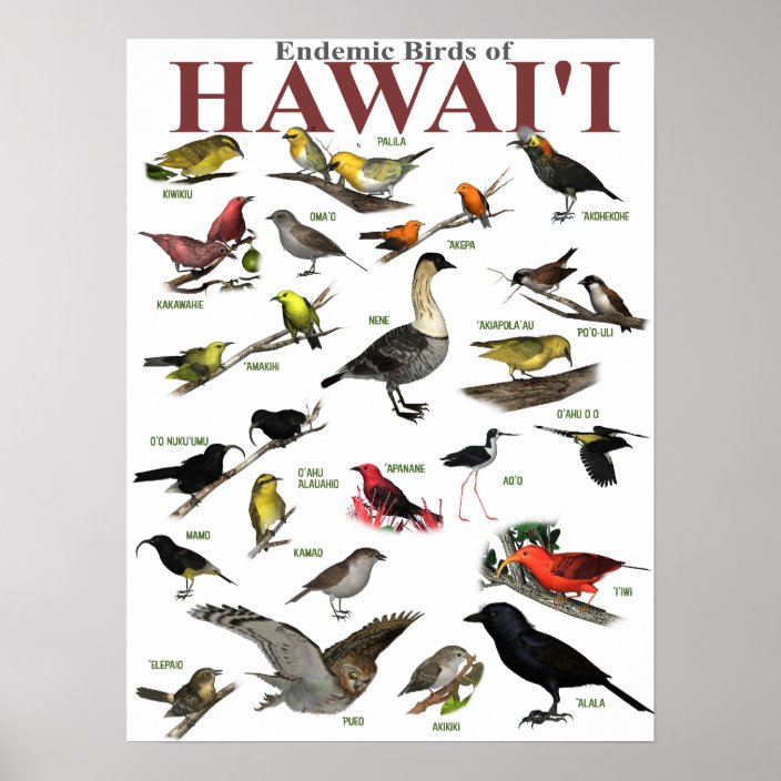 Endemic Birds of Hawai'i Poster | Zazzle.com