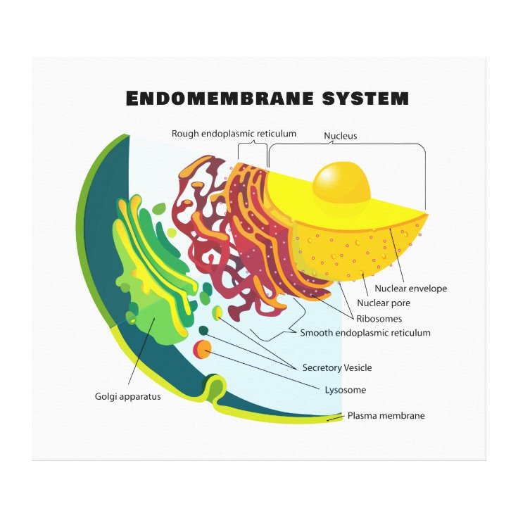Endomembrane System on a Eukaryote Cell Chart Canvas Print | Zazzle