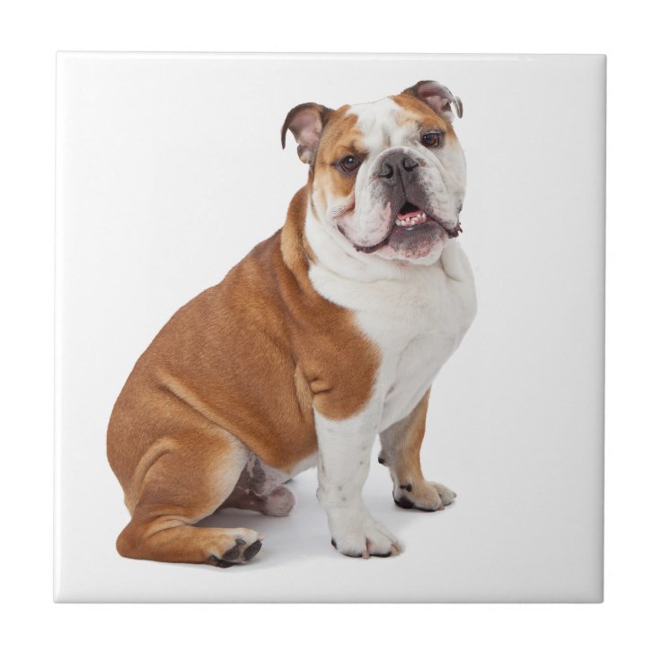 English British Bulldog Tile | Zazzle