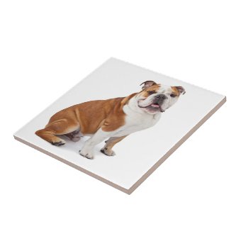English British Bulldog Tile | Zazzle