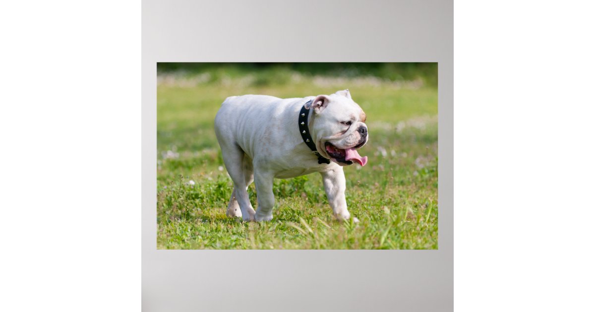 English Bulldog Poster | Zazzle