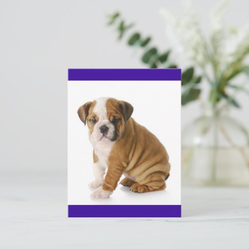 English Bulldog Puppy Dog Blue Blank Postcard | Zazzle