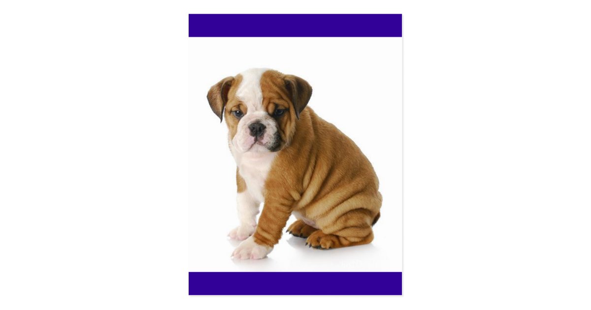 English Bulldog Puppy Dog Blue Blank Postcard | Zazzle.com