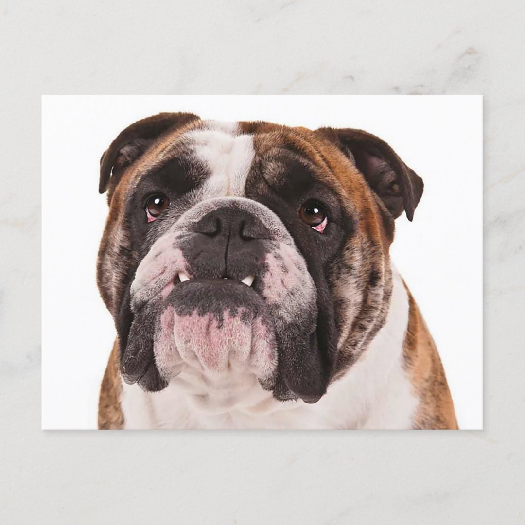 English Bulldog Puppy Dog - Hello, Miss You, Blank Postcard | Zazzle