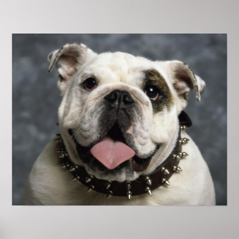 Love English Bulldog Puppy Posters & Prints | Zazzle