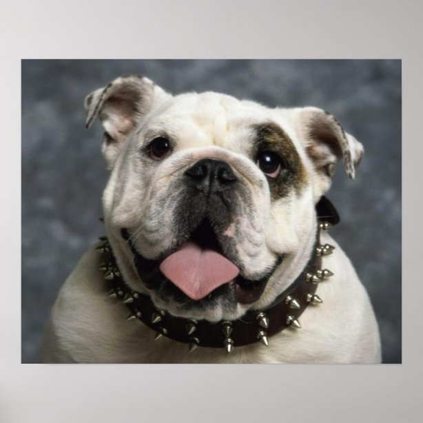 Love English Bulldog Puppy Posters & Prints | Zazzle