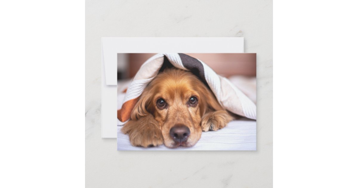 English Cocker Spaniel Dog Thank You Card | Zazzle