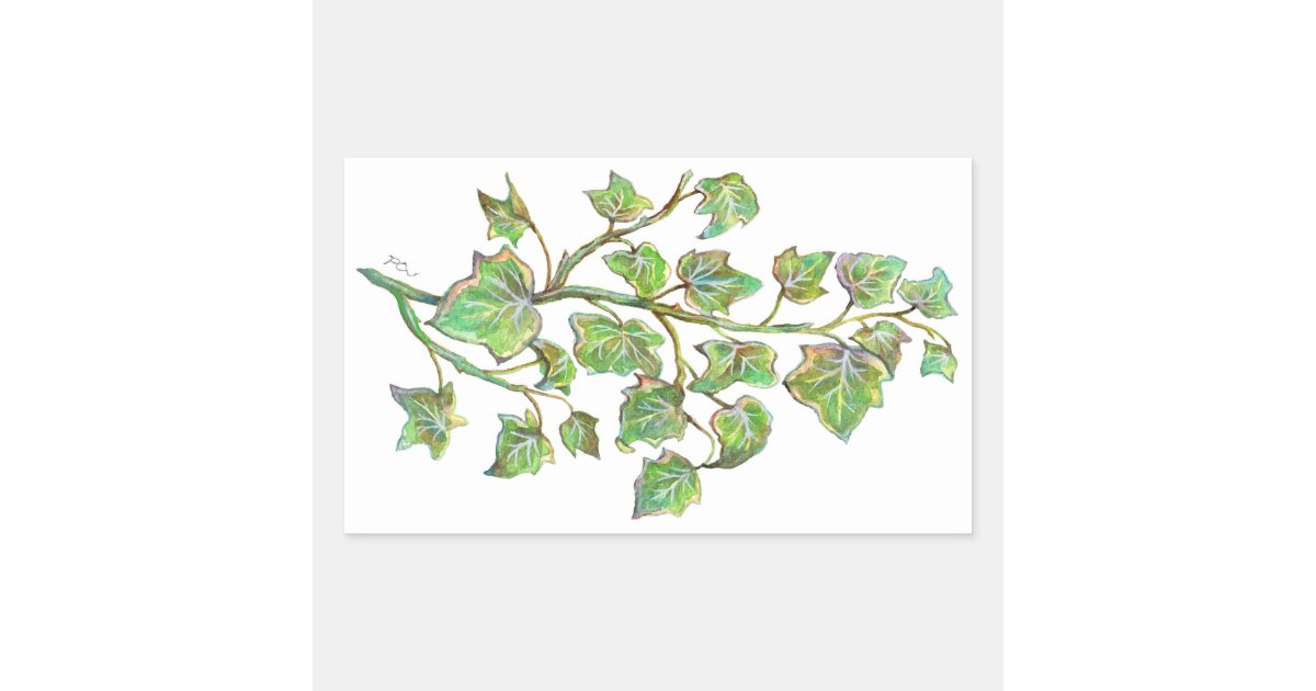 English Ivy Rectangular Sticker | Zazzle