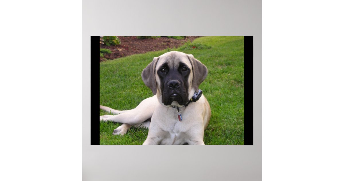 English Mastiff puppy Poster | Zazzle