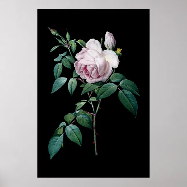 English pink rose of Redoute black background post Poster | Zazzle