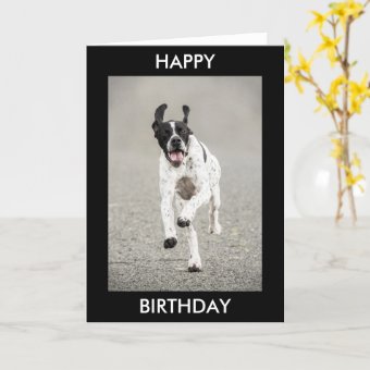 English Pointer Happy Birthday Card | Zazzle