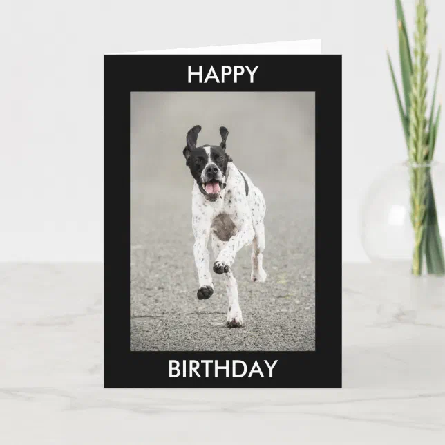 English Pointer Happy Birthday Card | Zazzle