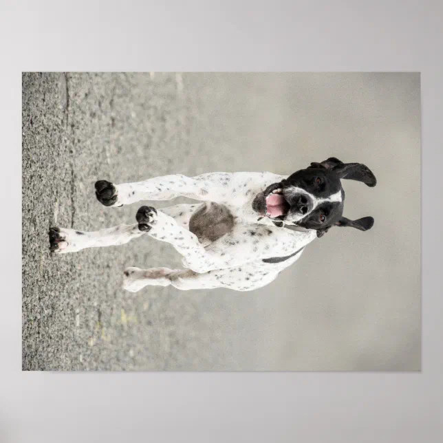 English Pointer Poster | Zazzle