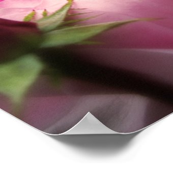 English Roses Pink Poster | Zazzle