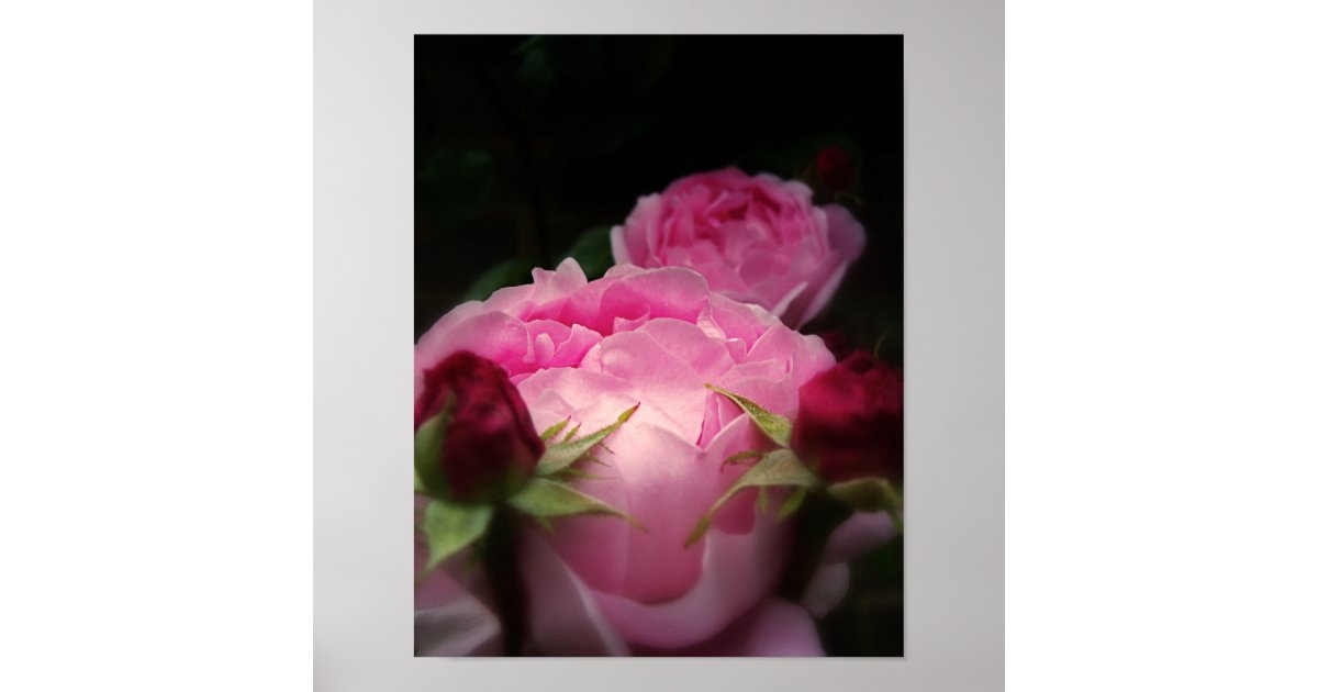 English Roses Pink Poster | Zazzle
