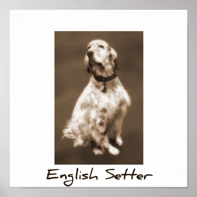 English Setter Poster | Zazzle