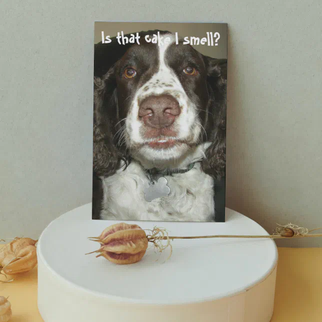 English Springer Spaniel Dog Funny Birthday Card | Zazzle