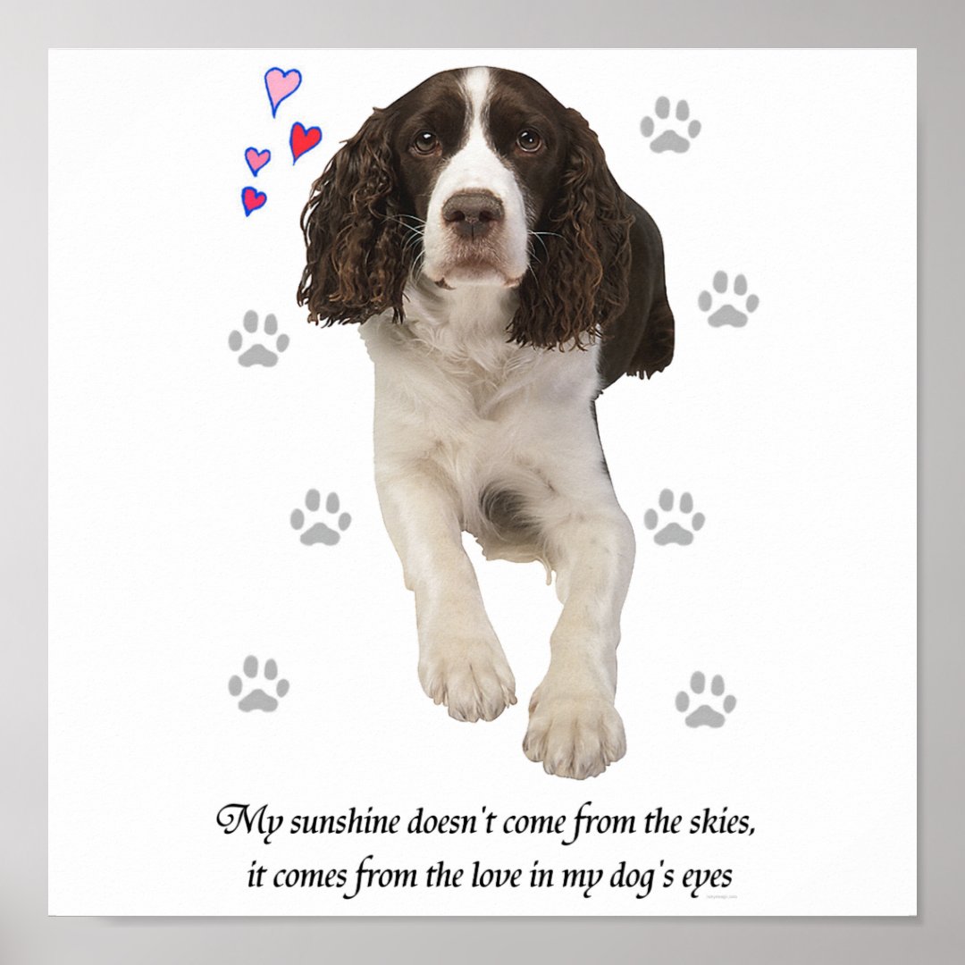 English Springer Spaniel Dog Poster | Zazzle