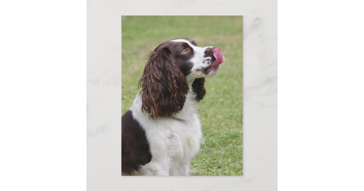 English Springer Spaniel Licking Nose Postcard | Zazzle