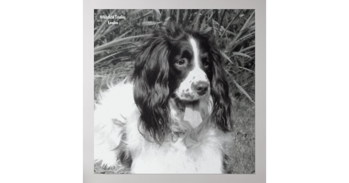 English Springer Spaniel Poster | Zazzle