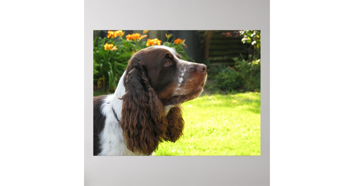 English Springer Spaniel Poster | Zazzle
