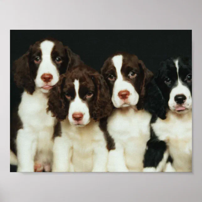 English Springer Spaniel Puppies (2) Poster | Zazzle