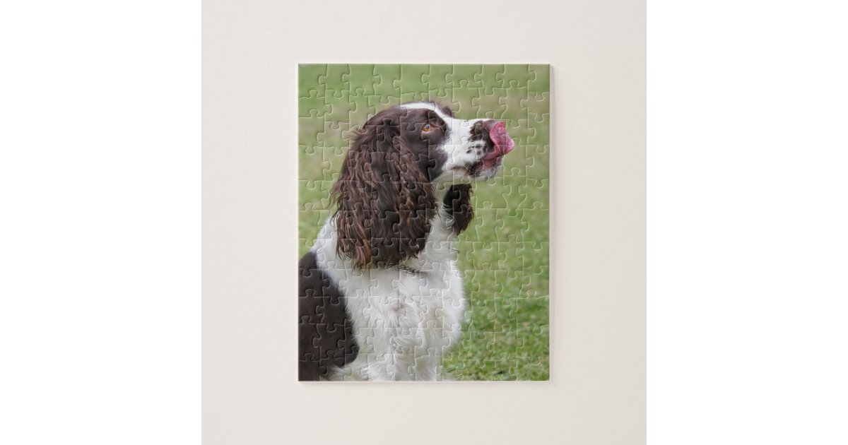 English Springer Spaniel Sitting Jigsaw Puzzle | Zazzle