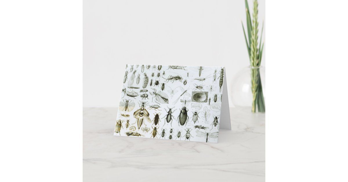Entomology Insects Card | Zazzle