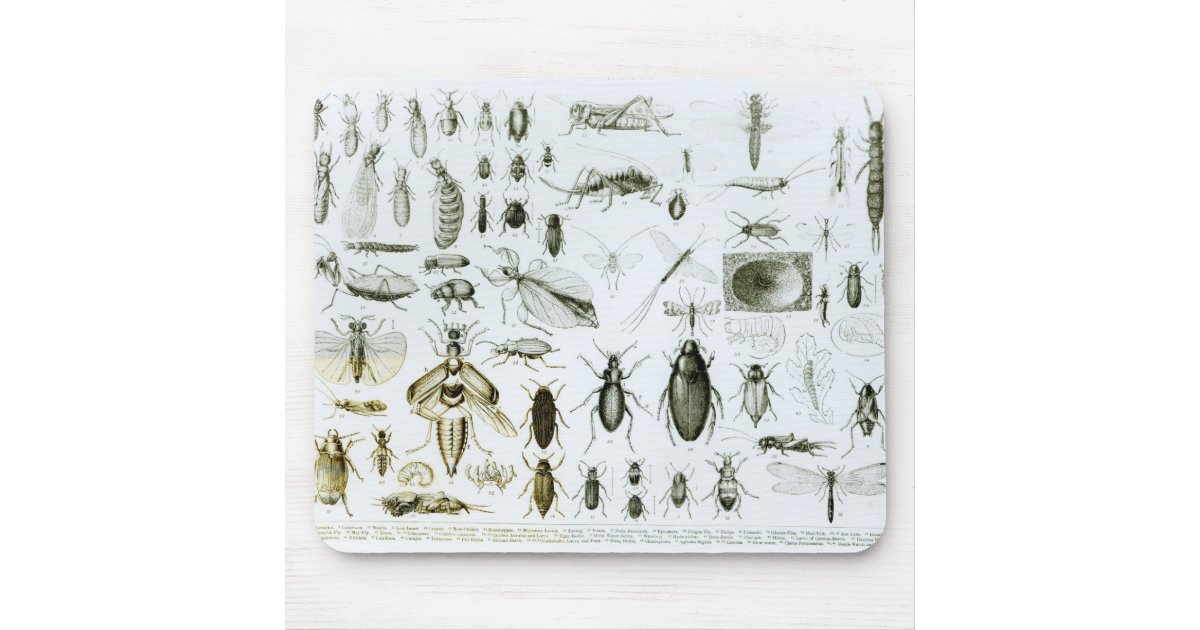 Entomology Insects Mouse Pad | Zazzle