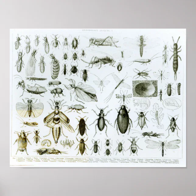Entomology Insects Poster | Zazzle