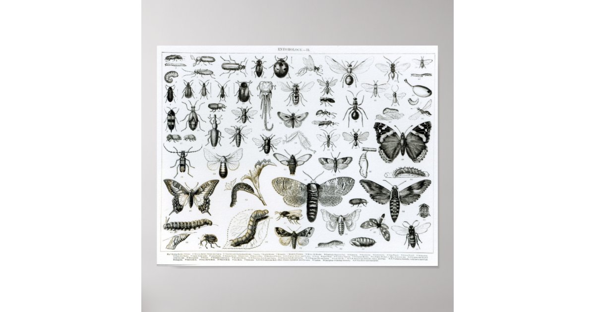 Entomology Poster | Zazzle