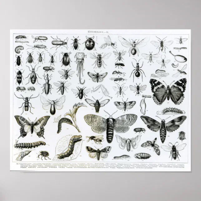 Entomology Poster | Zazzle