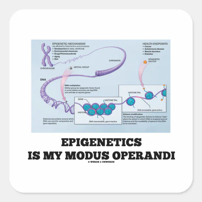 Epigenetics Is My Modus Operandi (Mechanisms) Square Sticker | Zazzle