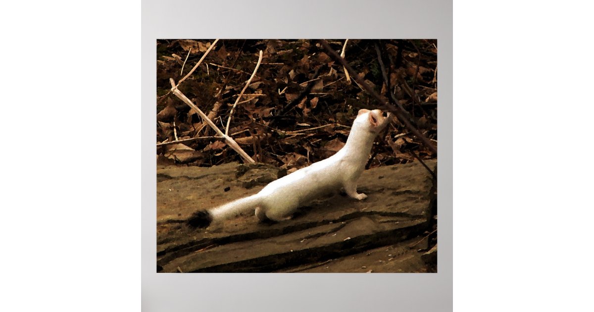 Ermine Poster | Zazzle