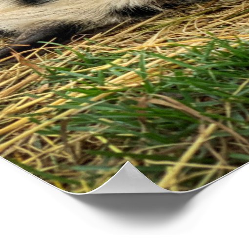 Ernest & Sassy Print! Poster | Zazzle