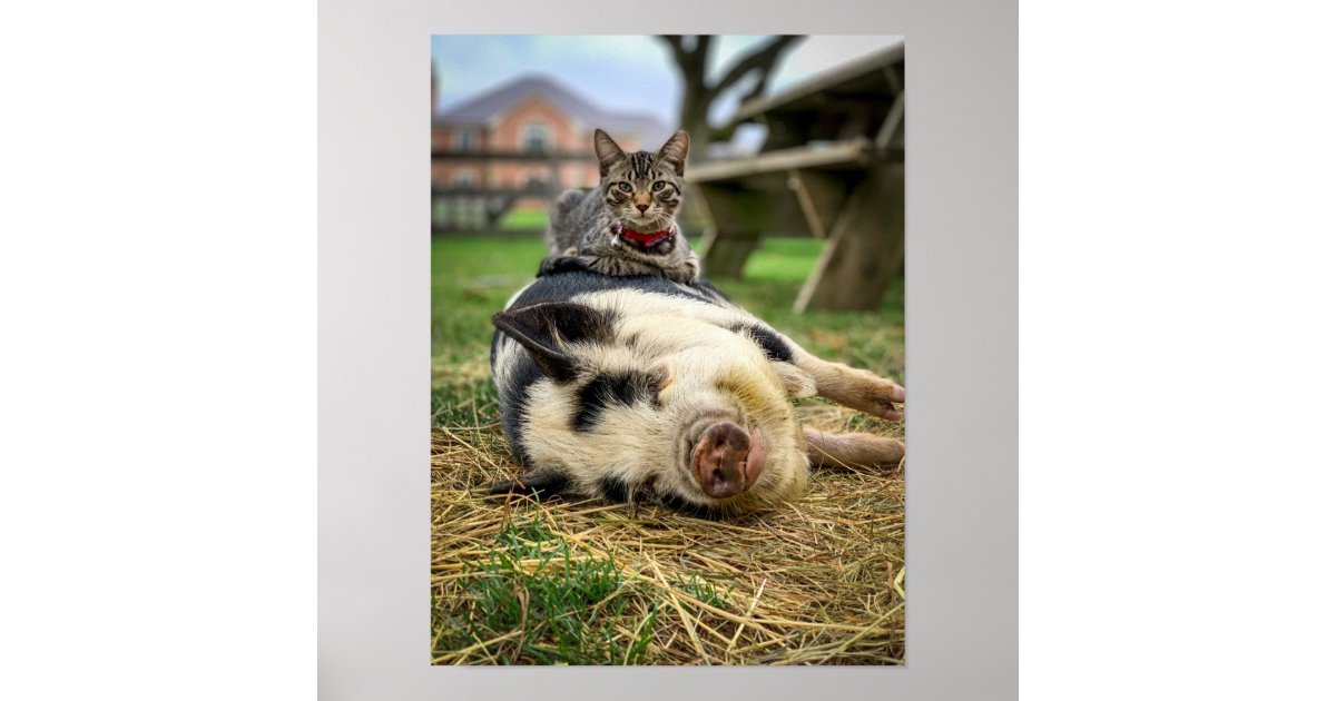 Ernest & Sassy Print! Poster | Zazzle