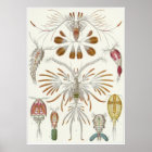 Ernst Haeckel - Copepoda Poster | Zazzle.com