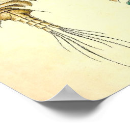 Ernst Haeckel - Copepoda Poster | Zazzle