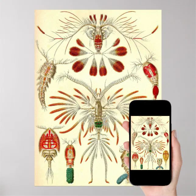 Ernst Haeckel - Copepoda Poster | Zazzle