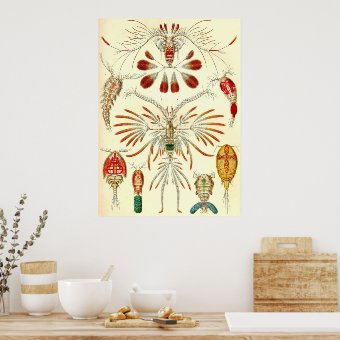 Ernst Haeckel - Copepoda Poster | Zazzle