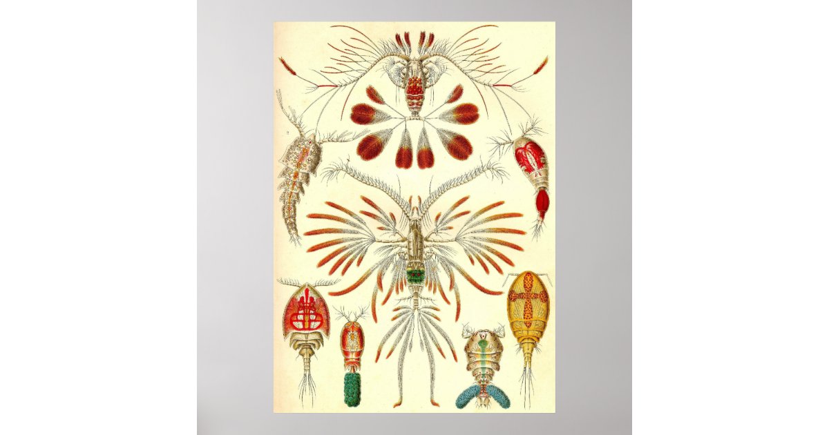 Ernst Haeckel - Copepoda Poster | Zazzle