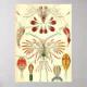 Ernst Haeckel - Copepoda Poster | Zazzle