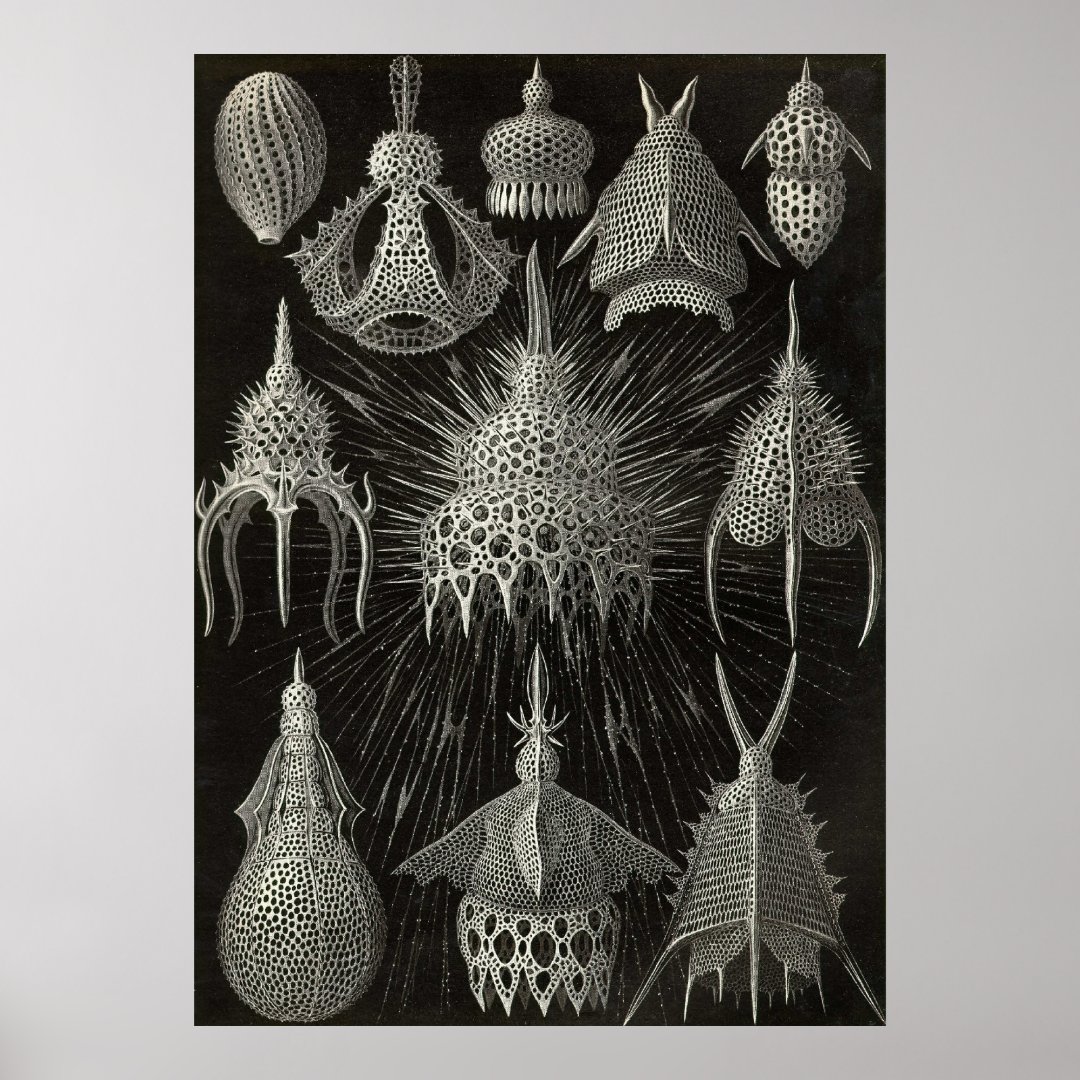 Ernst Haeckel - Cyrtoidea Poster | Zazzle