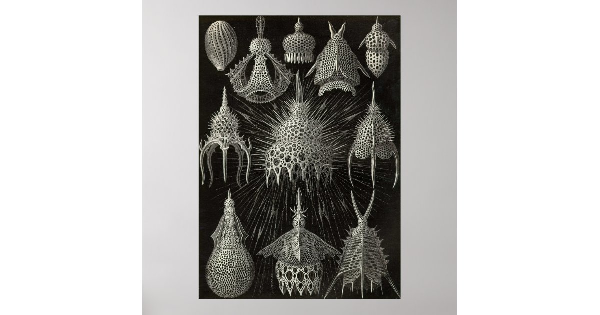 Ernst Haeckel - Cyrtoidea Poster | Zazzle