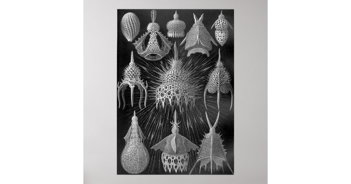 Ernst Haeckel Cyrtoidea Poster | Zazzle