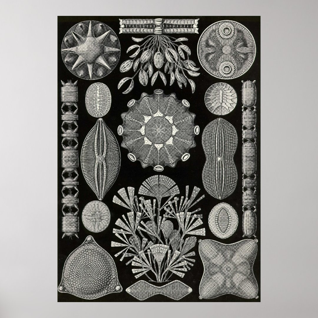 Ernst Haeckel - Diatomea2 Poster | Zazzle