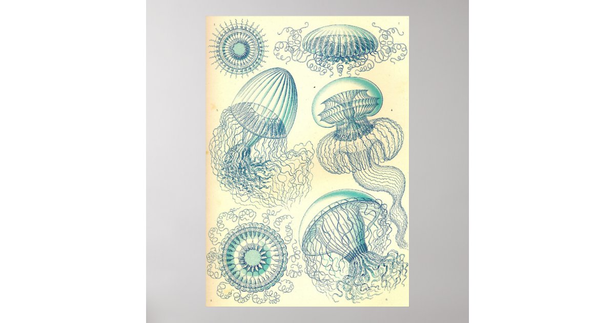 Ernst Haeckel - Leptomedusae Poster | Zazzle