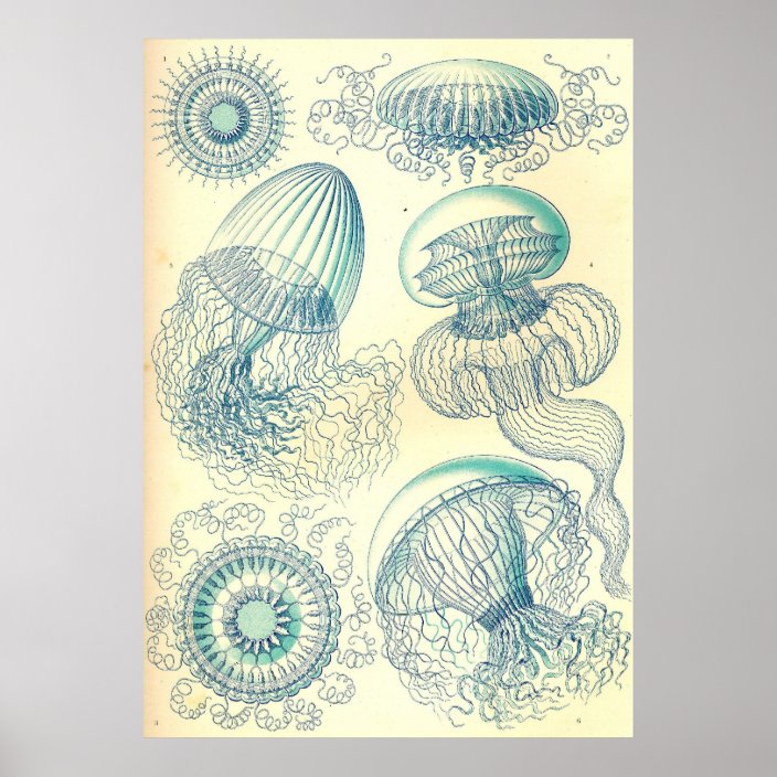 Ernst Haeckel - Leptomedusae Poster | Zazzle.com