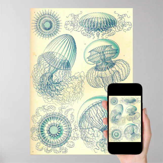 Ernst Haeckel - Leptomedusae Poster | Zazzle